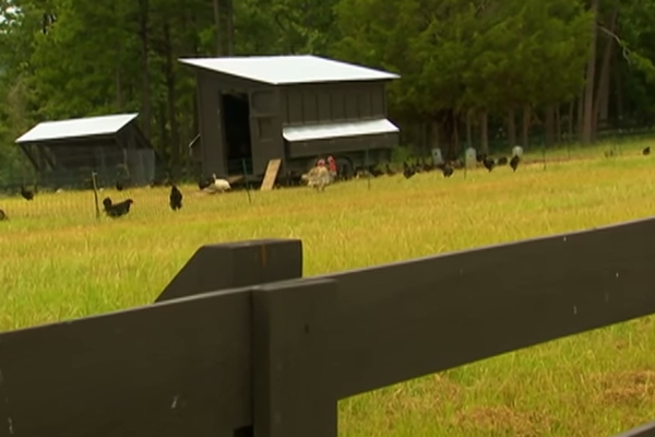 How to Start a Turkey Farm - BrandonGaille.com